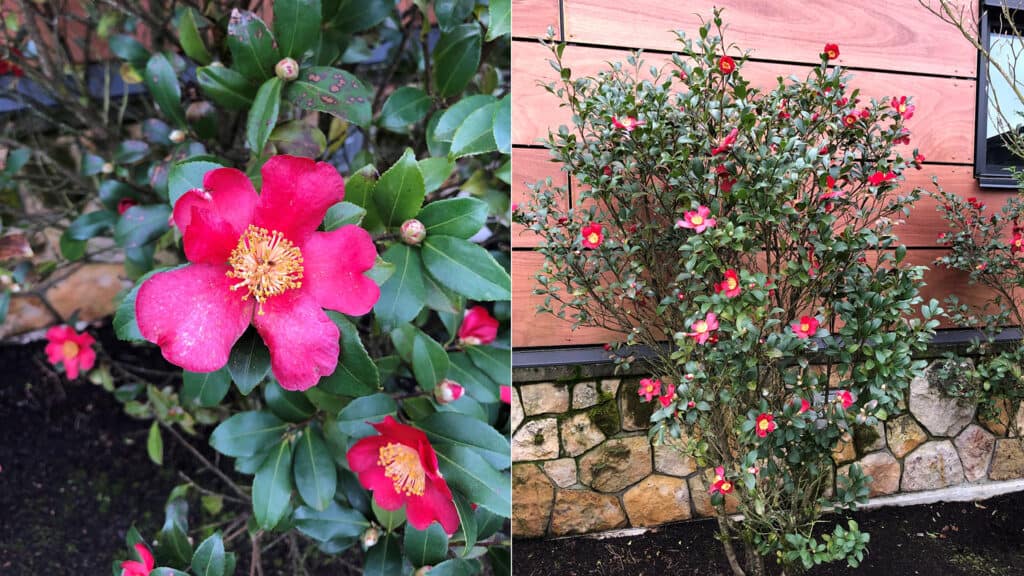 Plants Of The Allison | Camellia Japonica | The Allison Inn and Spa