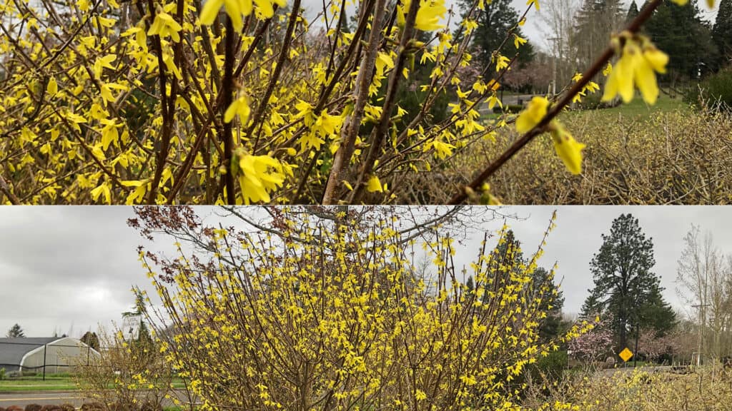 Forsythia Or Golden Bell | Plants Of The Allison Inn And Spa