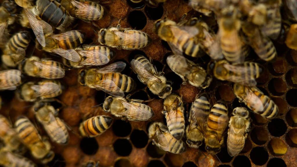 Meet the Helpful Honey Bees at The Allison